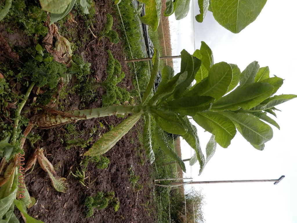 Celtuce or Chinese Lettuce - Culinaris Saatgut für Lebensmittel
