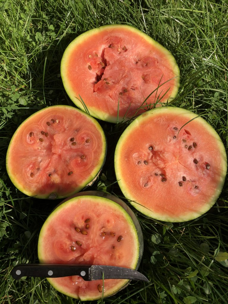 Blacktail Mountain, watermelon - Culinaris Saatgut für Lebensmittel