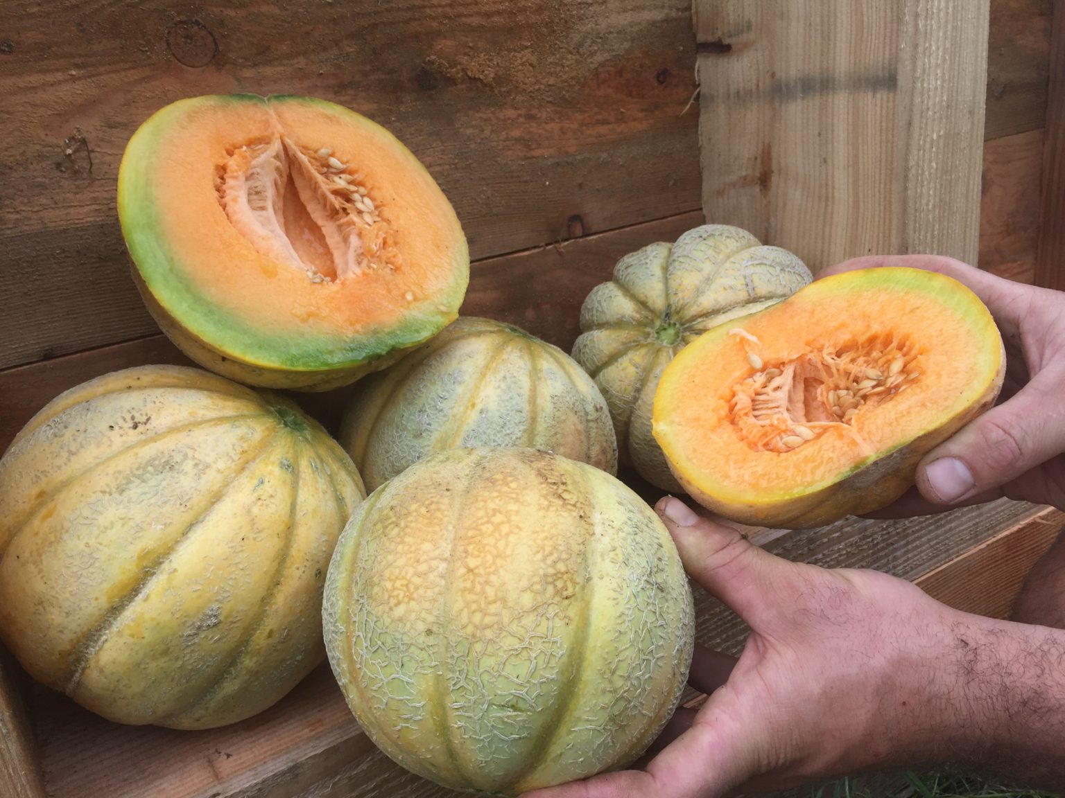 Honigmelone Amelia (Oka du Quebec) - Culinaris Saatgut für Lebensmittel
